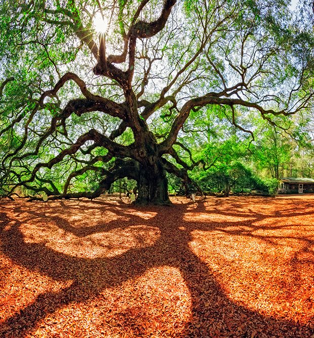 Building on experience | Captive International